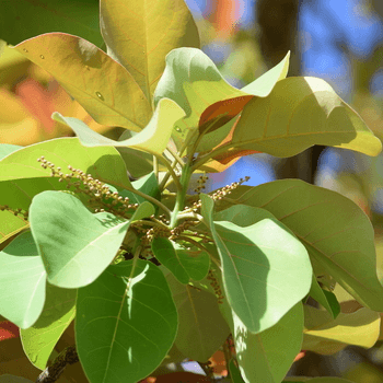 Bulu | Bedda Nut Tree | Terminalia bellirica | Trees in Sri Lanka