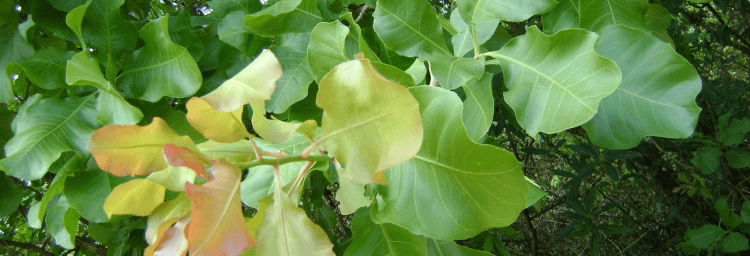 Plant Quiz | Test Knowledge on Trees and Plants of Sri Lanka | Dilmah