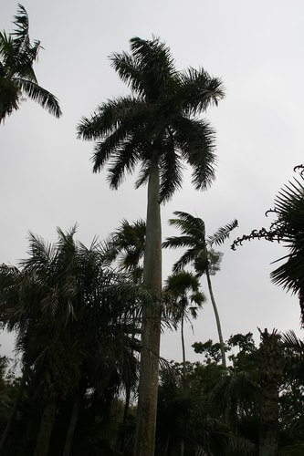 Raja Thal | Royal Palm Tree | Roystonea regia | Trees in Sri Lanka