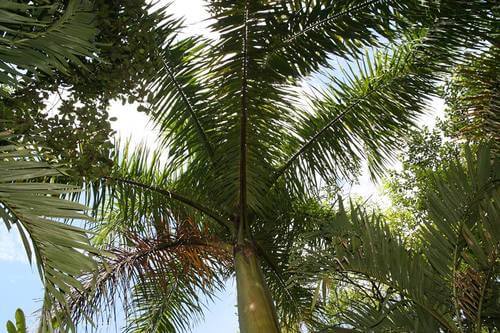 Raja Thal | Royal Palm Tree | Roystonea regia | Trees in Sri Lanka