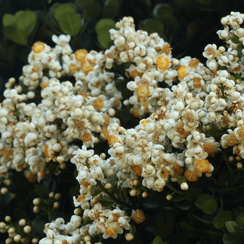 Kina | Calophyllum walkeri | Endemic Trees in Sri Lanka