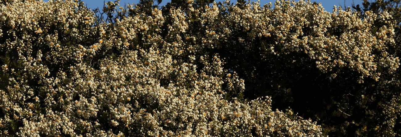 Kina | Calophyllum walkeri | Endemic Trees in Sri Lanka