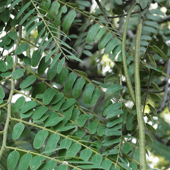 Wa Tree | Kassod Tree | Cassia siamea | Trees in Sri Lanka