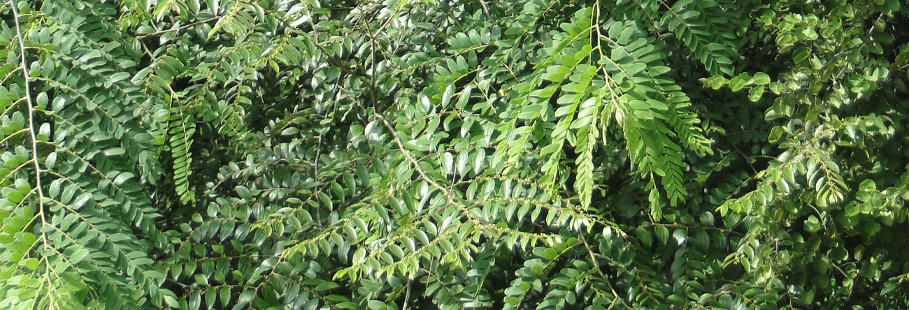Wa Tree | Kassod Tree | Cassia siamea | Trees in Sri Lanka