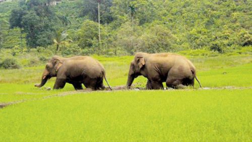 Documenting the life and times of Sinharaja’s unique elephant brothers