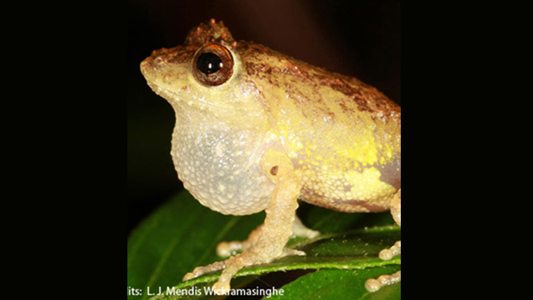 Newly Discovered Shrub Frog Named After Dilmah| Dilmah PRESSROOM ...
