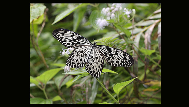 January Butterfly Workshop held